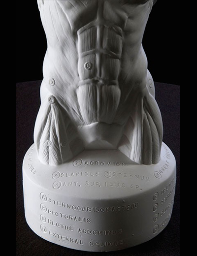 Male Écorché Torso - PCF Studios